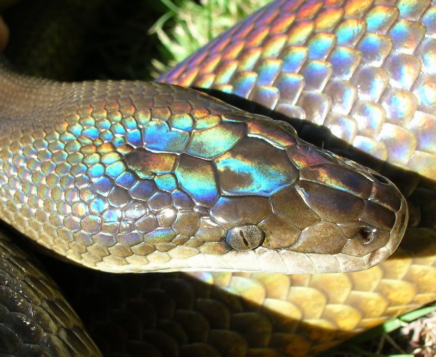 Water python care? | Aussie Pythons & Snakes Forum
